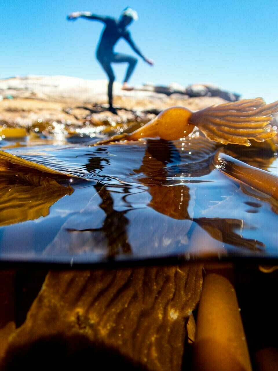 Kelp Blue – an Unreasonable company